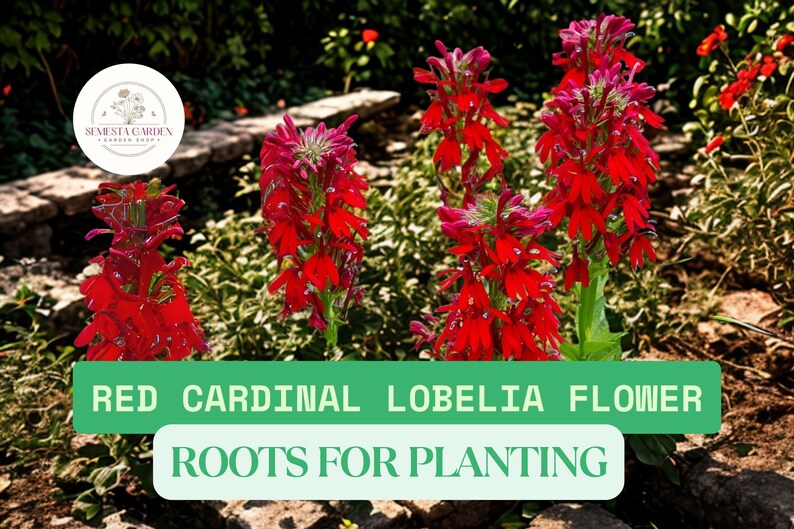 Red Cardinal Flower Roots – 5 Lobelia Cardinalis Bare Roots for ...