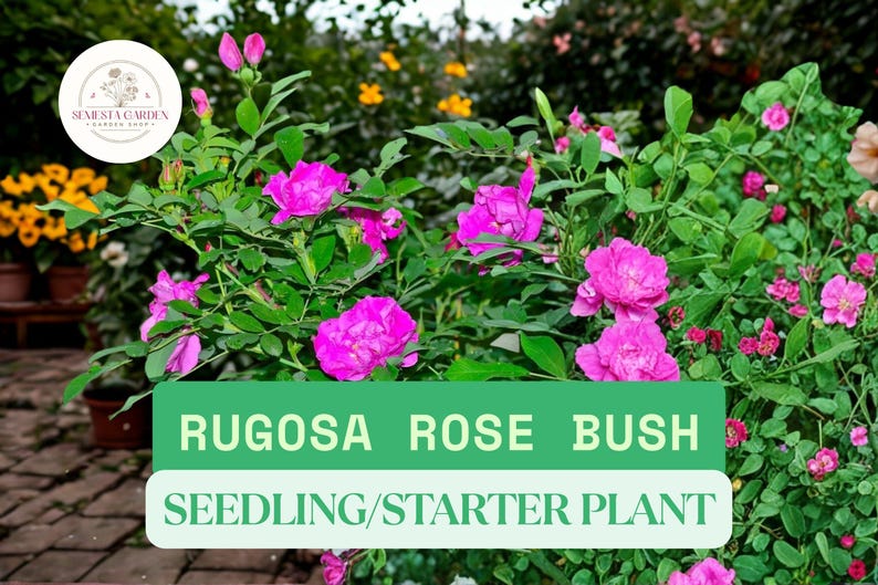 Rugosa Rose Bush Seedlings – 3 Live Rosa Rugosa Plants for Planting ...