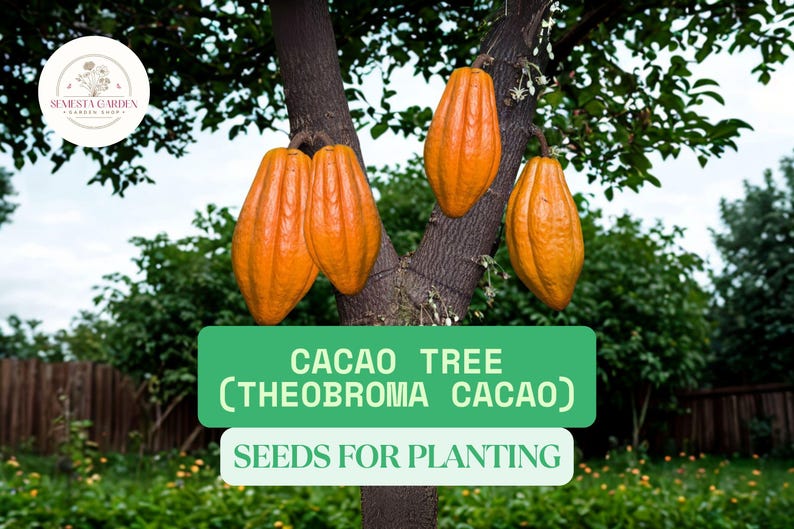 4 Cacao Tree Seeds – Theobroma Cacao – Wet Cocoa Seeds for Planting ...