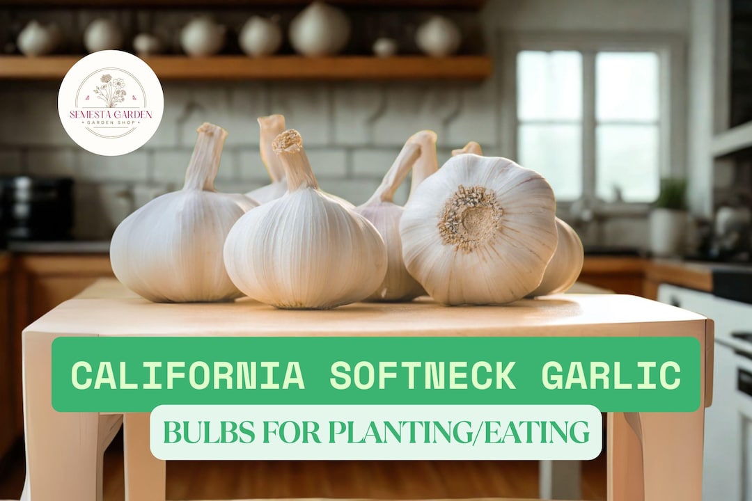 California Softneck Garlic Bulbs – 1/2 Lb Fresh Whole Bulbs – Ready for ...
