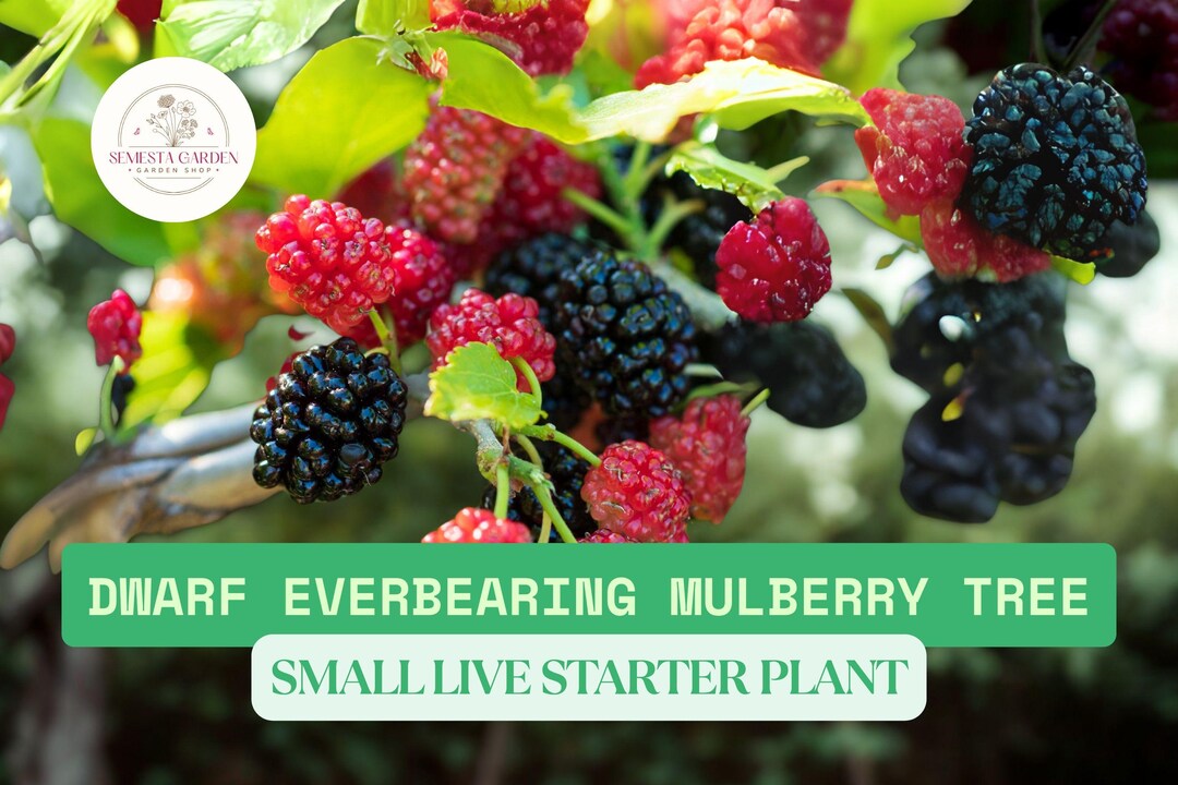 1 Dwarf Everbearing Mulberry Small Live Starter Plant – 6–7” Tall ...