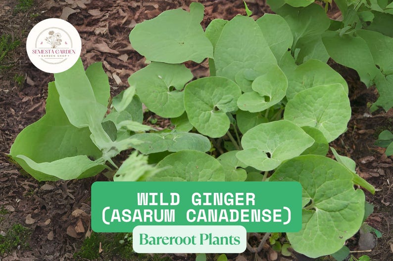 Wild Ginger Bare Root Plants | Asarum Canadense | Native Shade ...