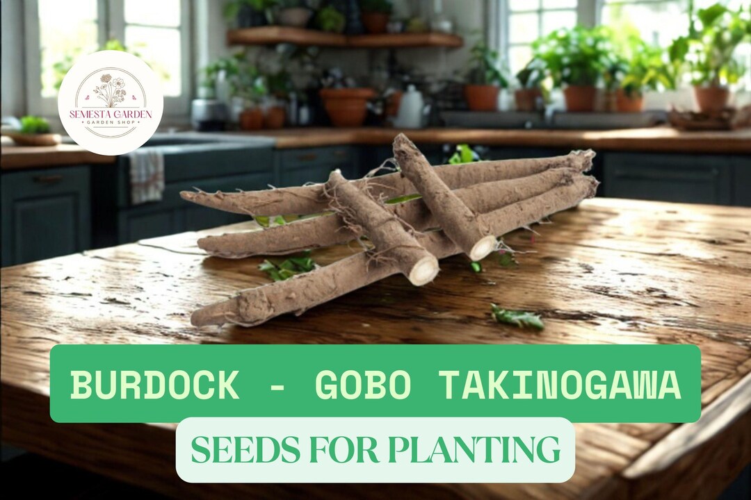 Burdock Seeds – 1g NON-GMO Gobo Takinogawa Root Vegetable Seeds for ...