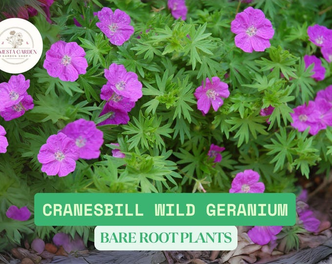 Max Frei Geranium ,hardy Cranesbill, Magenta Mound Forming Groundcover ...