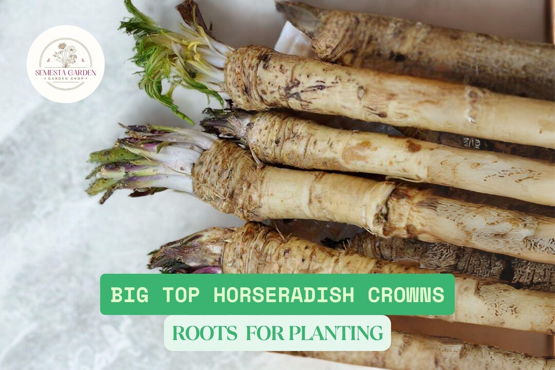 2 Horseradish Roots for Planting – Big Top Horseradish Crowns – Hardy ...
