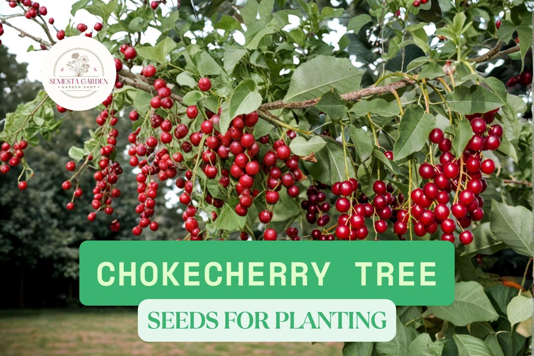 30 Chokecherry Seeds for Planting | Prunus Virginiana | Edible Fruit ...