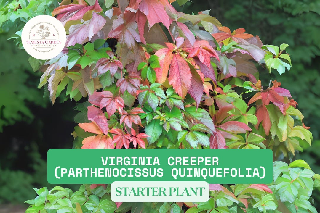 Virginia Creeper Vines Starter Plants | Parthenocissus Bare Root Plant ...
