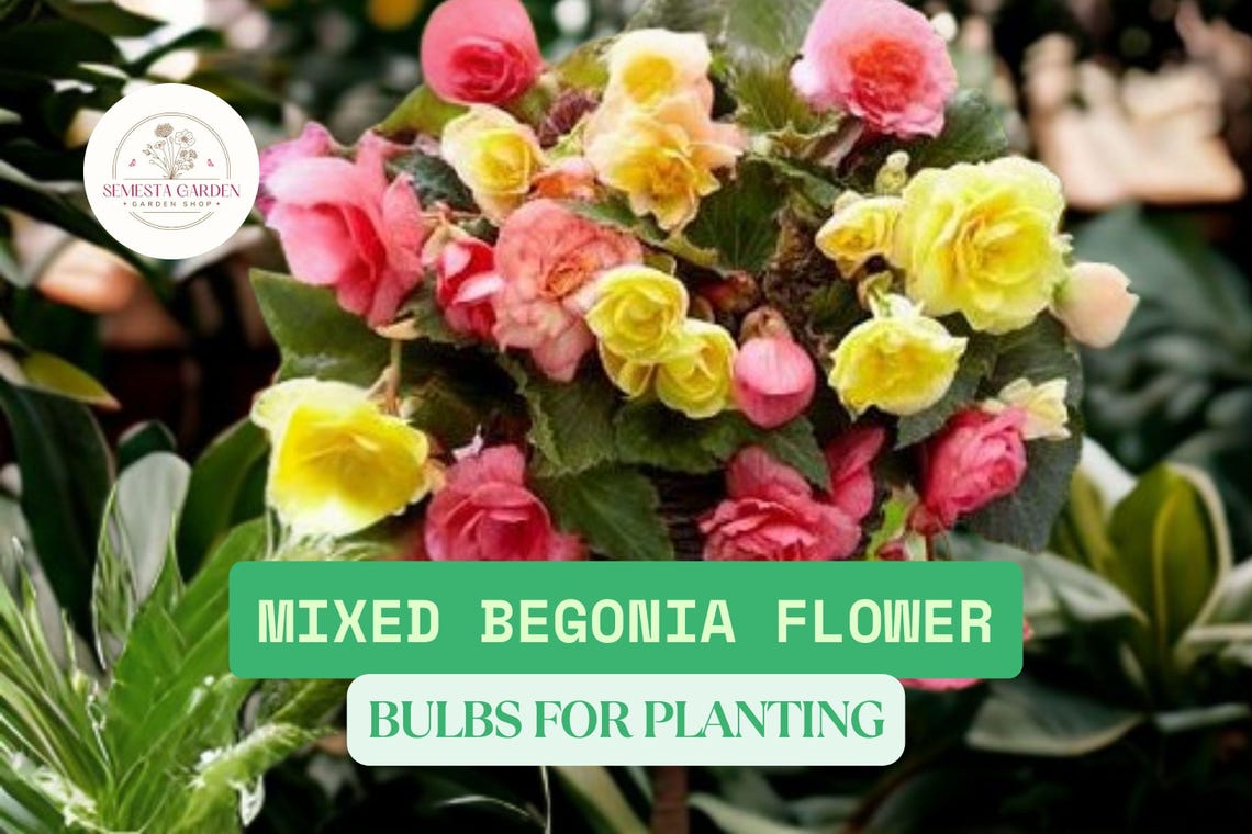 5 Mixed Begonia Bulbs for Planting – Colorful Shade-loving Flowers ...