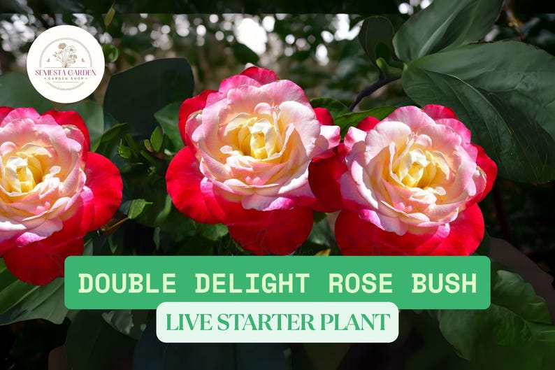1 Double Delight Rose Bush Live Starter Plant in 2 Inch Pot – Fragrant ...