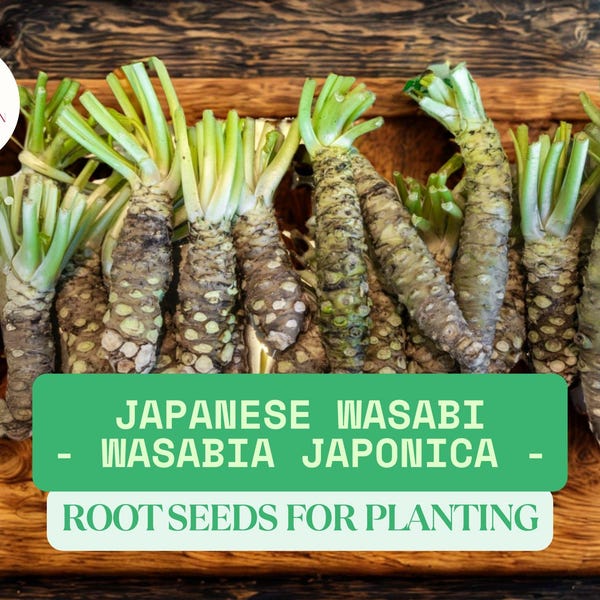 Wasabi - Etsy