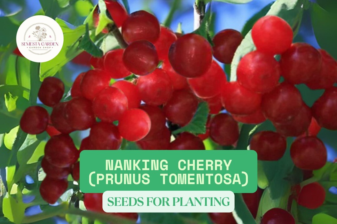 5 Nanking Cherry Seeds | Prunus Tomentosa | Cold Hardy Edible Shrub ...