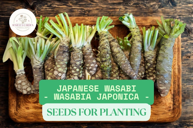 5 Japanese Wasabi Seeds – Wasabia Japonica – Rare Seeds for Planting ...
