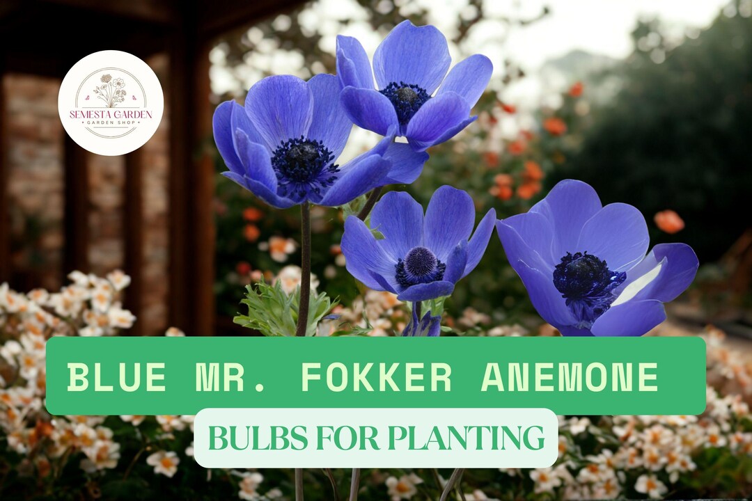 Blue Mr. Fokker Anemone Bulbs | 10 Perennial Flower Bulbs for Planting ...