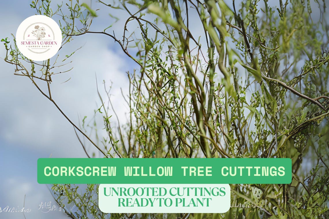 10 Corkscrew Willow Tree Cuttings, Unrooted Cuttings Ready to Plant ...