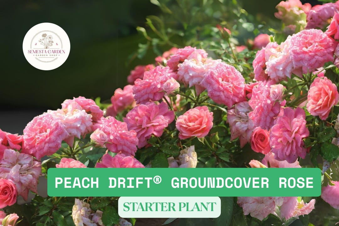 Peach Drift® Groundcover Rose Live Plant | Bareroot Rose Ships in Grow ...