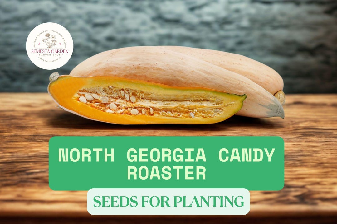 10 North Georgia Candy Roaster Seeds for Planting – Heirloom Winter ...