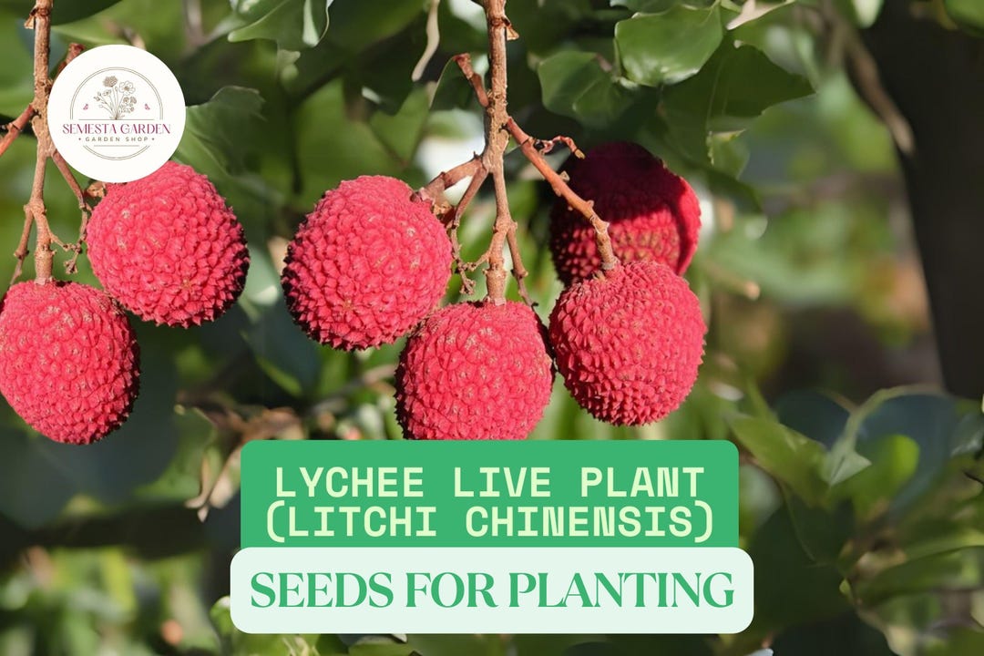 10 Lychee Seeds | Tropical Fruit Tree | Heirloom Non-gmo Litchi Seeds ...
