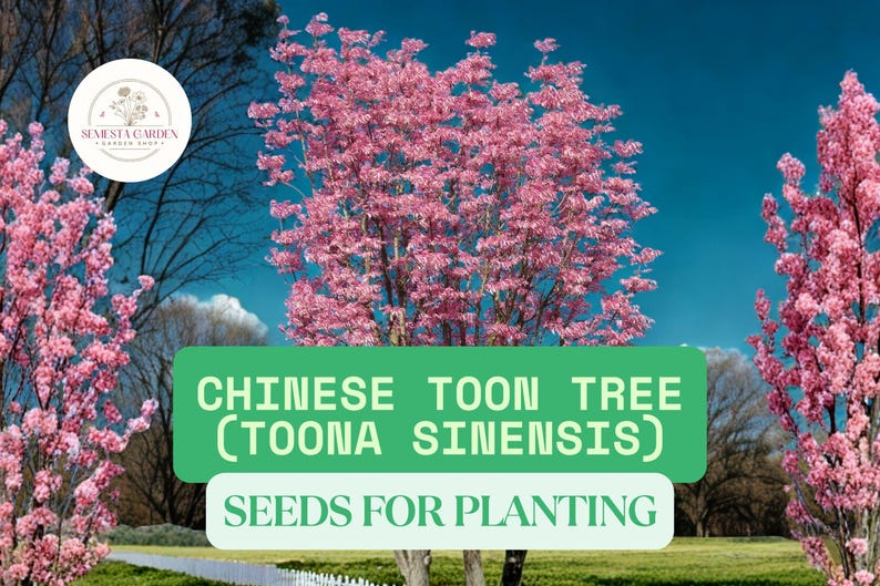 30 Chinese Toon Tree Seeds for Planting | Toona Sinensis | Rare ...