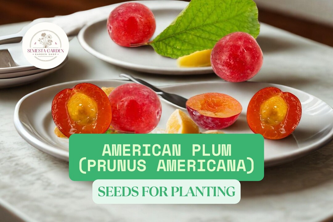 15 American Wild Plum Tree Seeds for Planting – Prunus Americana ...