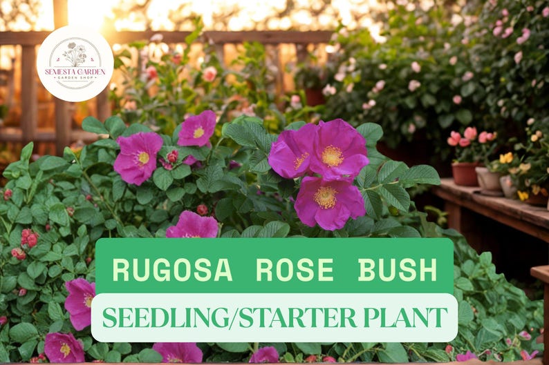 Rugosa Rose Bush Seedlings – 3 Live Rosa Rugosa Plants for Planting ...