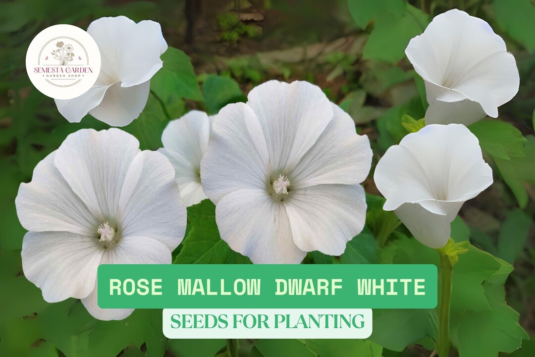 Rose Mallow Dwarf White Seeds | 250mg for Planting | Hardy Hibiscus ...