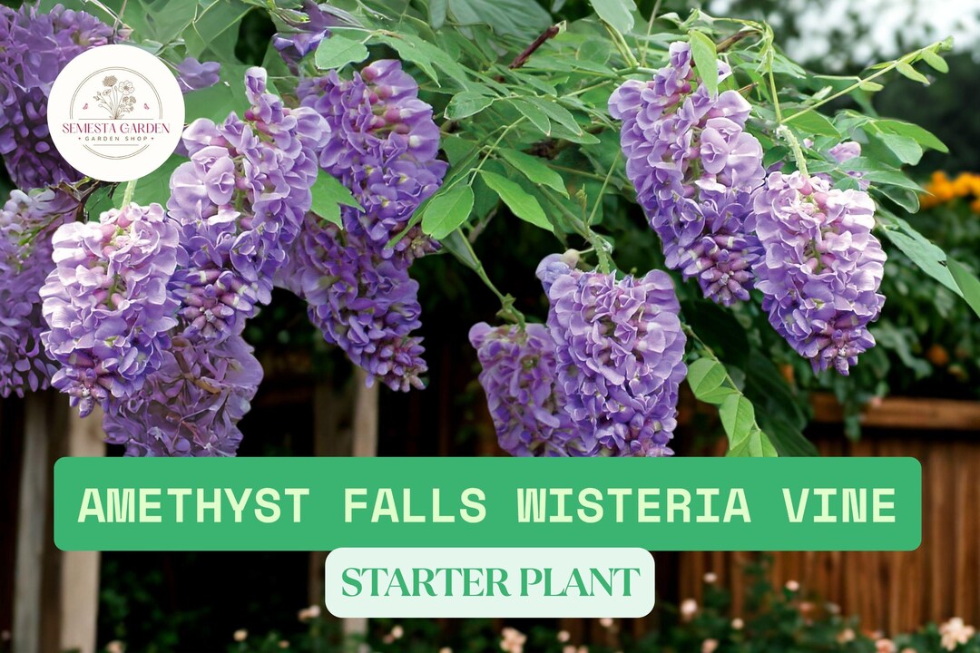 Amethyst Falls Wisteria Vine Live Starter Plant – Ships Bare Root | Fast-growing Purple ...