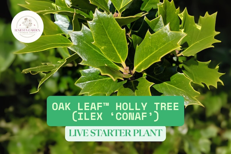 Oak Leaf™ Holly Tree (ilex ‘conaf’) – 1 Live Starter Plant – Compact ...