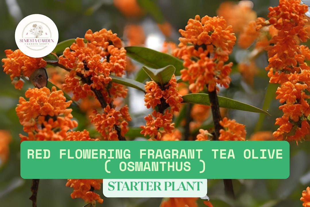 1 Red Flowering Tea Olive Live Plant – Osmanthus Fragrans – 8–12 ...