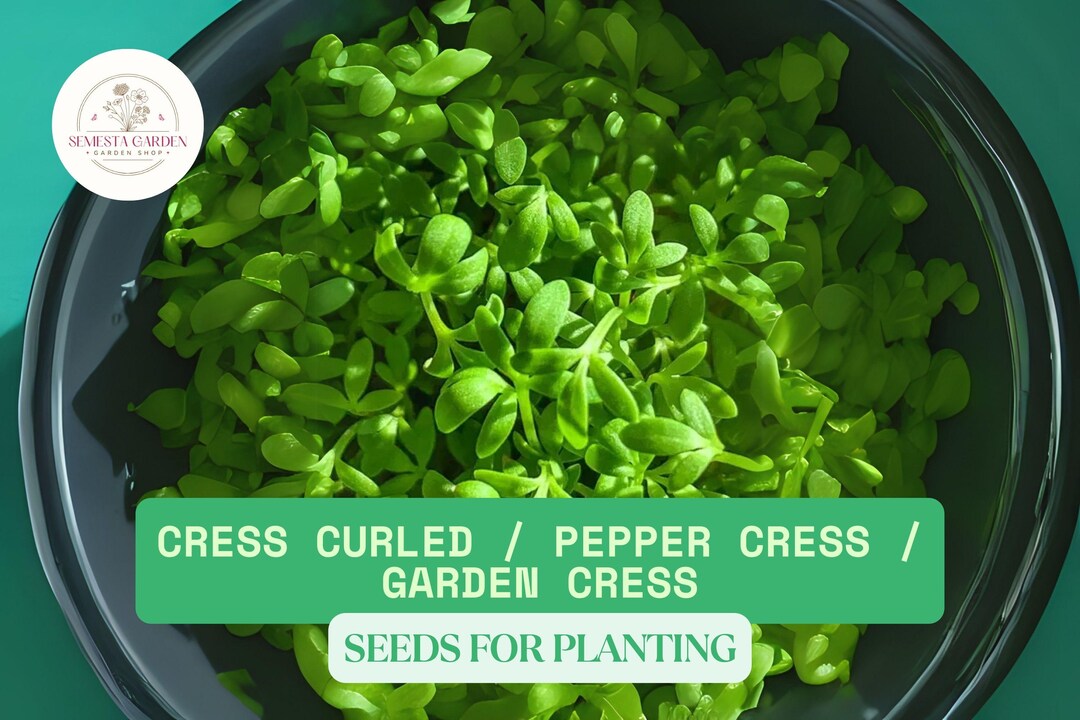 Garden Cress Curled Seeds – 1g | Fast-growing Lepidium Sativum ...