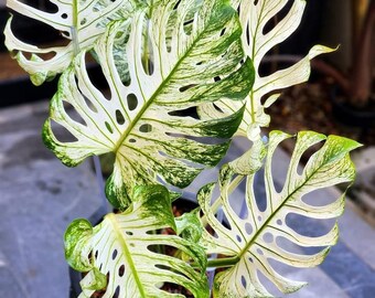 Outdoor & Gardening - Etsy India