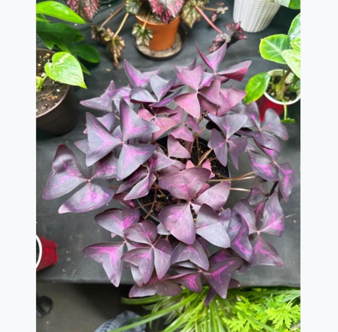 Oxalis Triangularis Bulbs Purple Shamrock Bulbs Good Luck Plant Fast ...