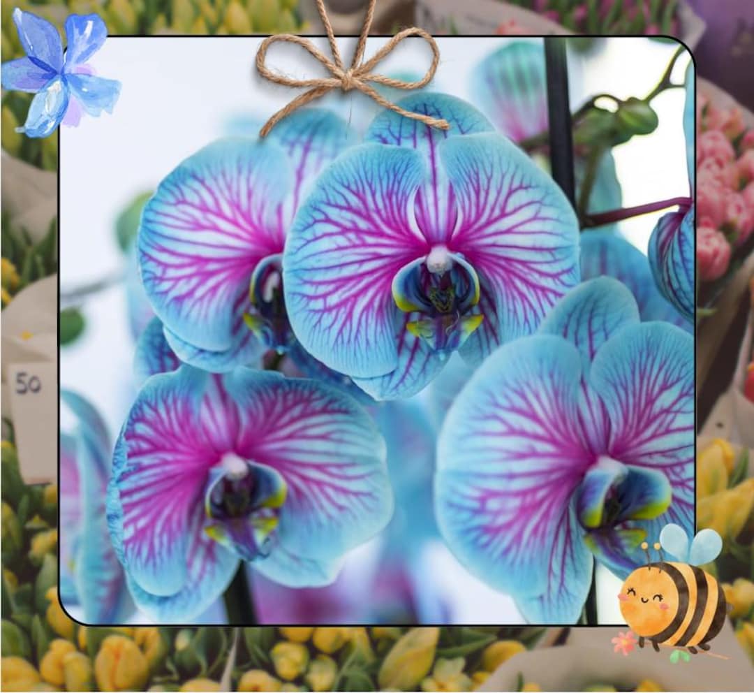 Orchid Flower Seeds, 100pcs Rare Phalaenopsis Orchid Seeds Blue Pink ...