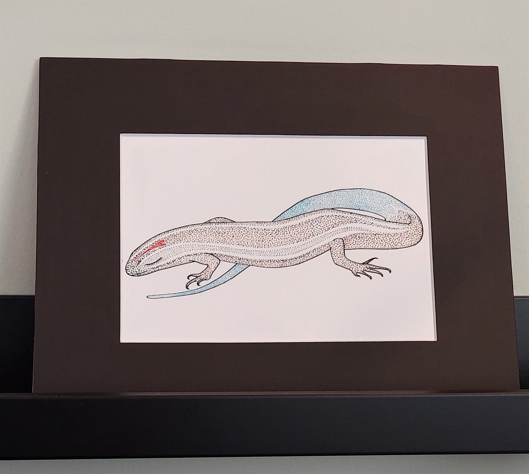 Blue Tailed Skink Peaceful Lizard 8x10 Matted Print - Etsy