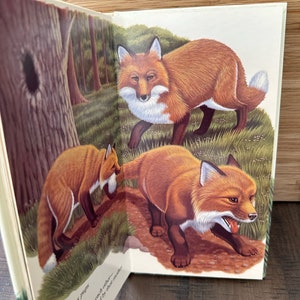 Animal Babies (golden Sturdy Book) Illustrated by Lisa Bonforte Board ...