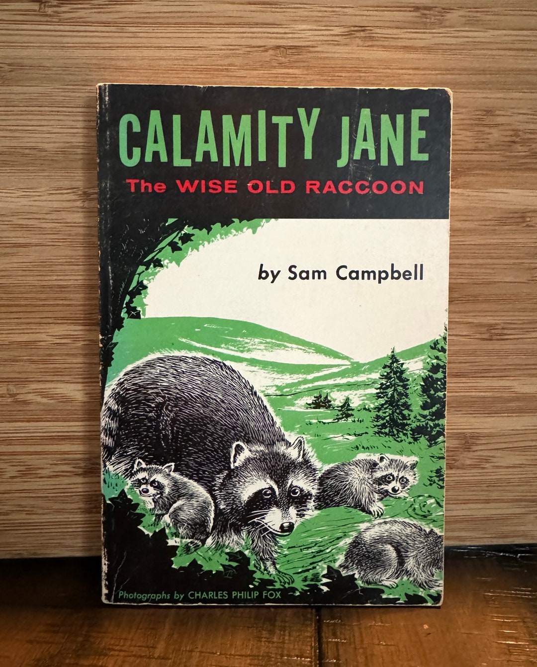 Calamity Jane, the Wise Old Raccoon by Sam Campbell ~ 1962 - Etsy