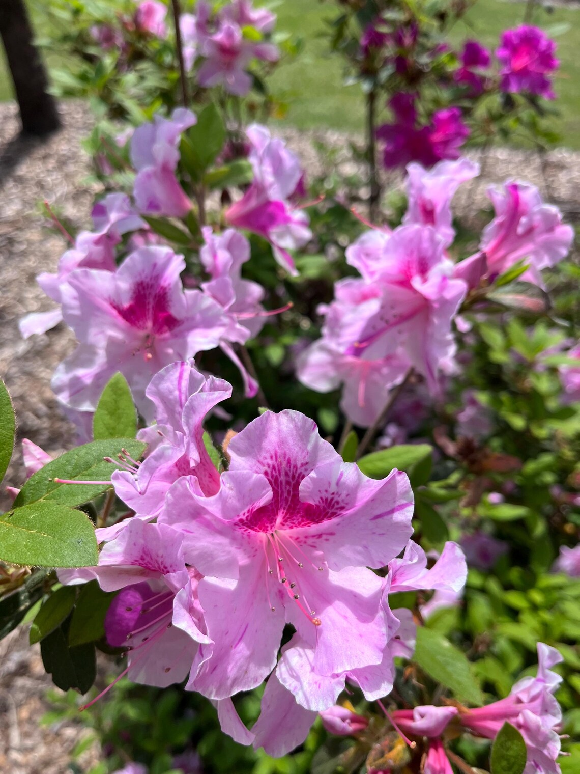 Azalea Blooms (digital Image) - Etsy