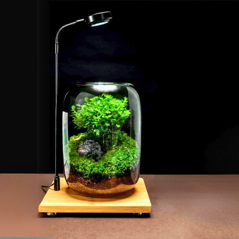 Desktop Terrarium - Etsy