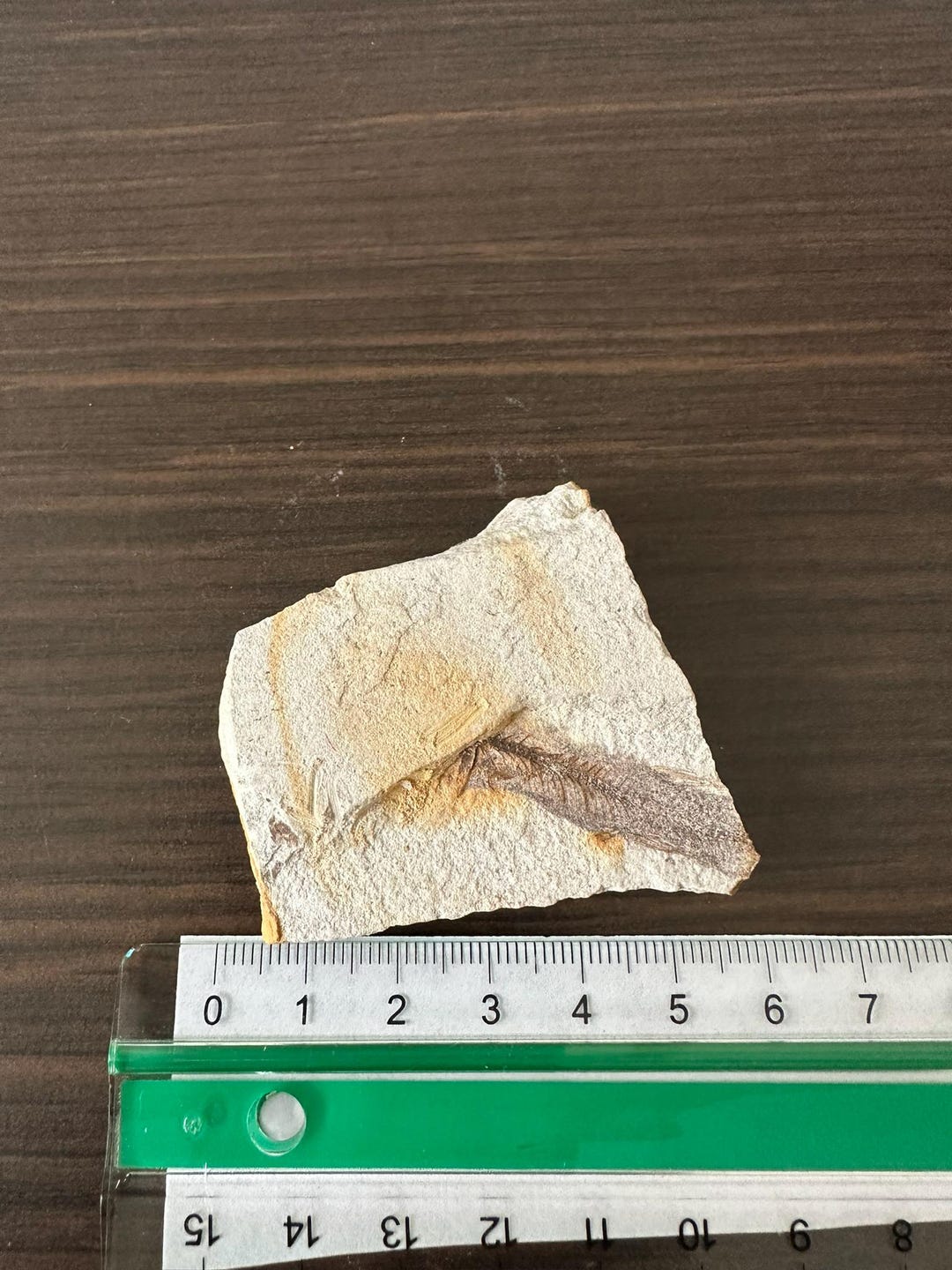 Fish Fossil, Good Quality. - Etsy