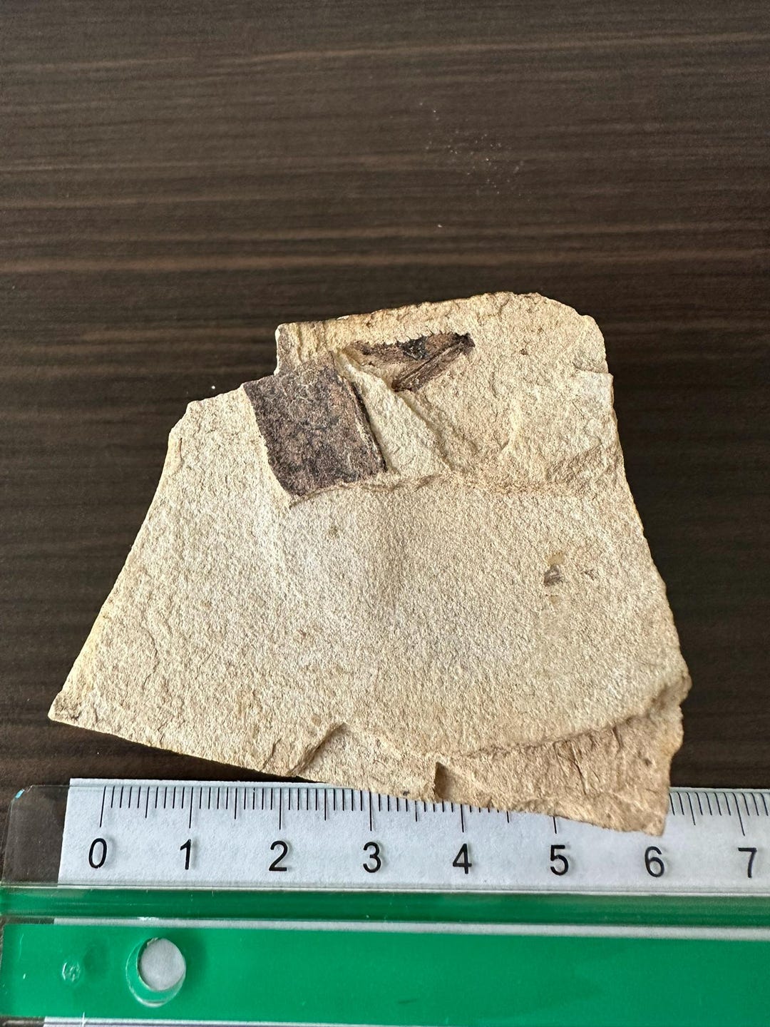 Fossil Fish Jaw, With Wood. - Etsy