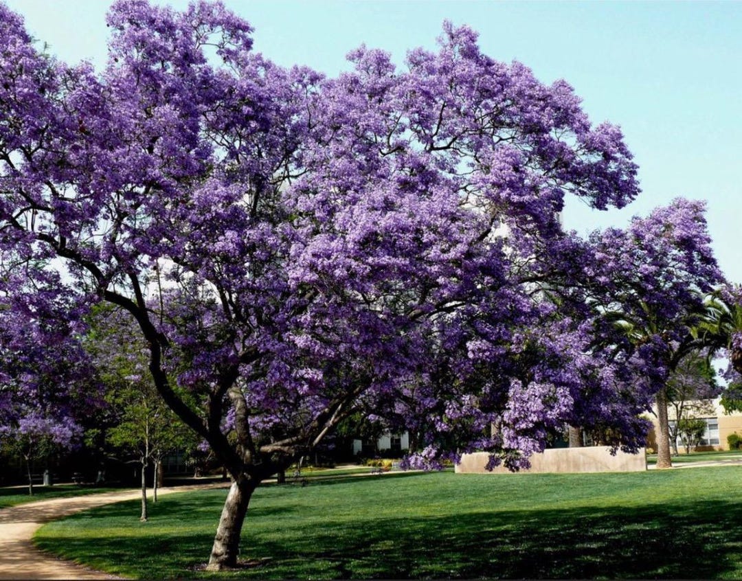 Jacaranda Tree Seeds - Etsy