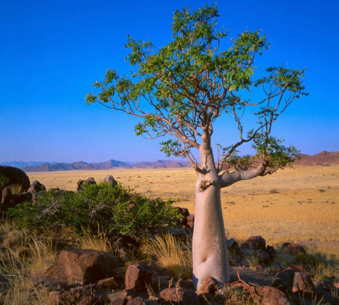 Moringa Miracle Tree Seeds - Etsy