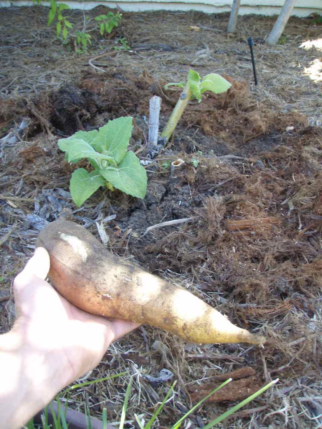 RARE Yacon Bolivian Sunroot - Etsy