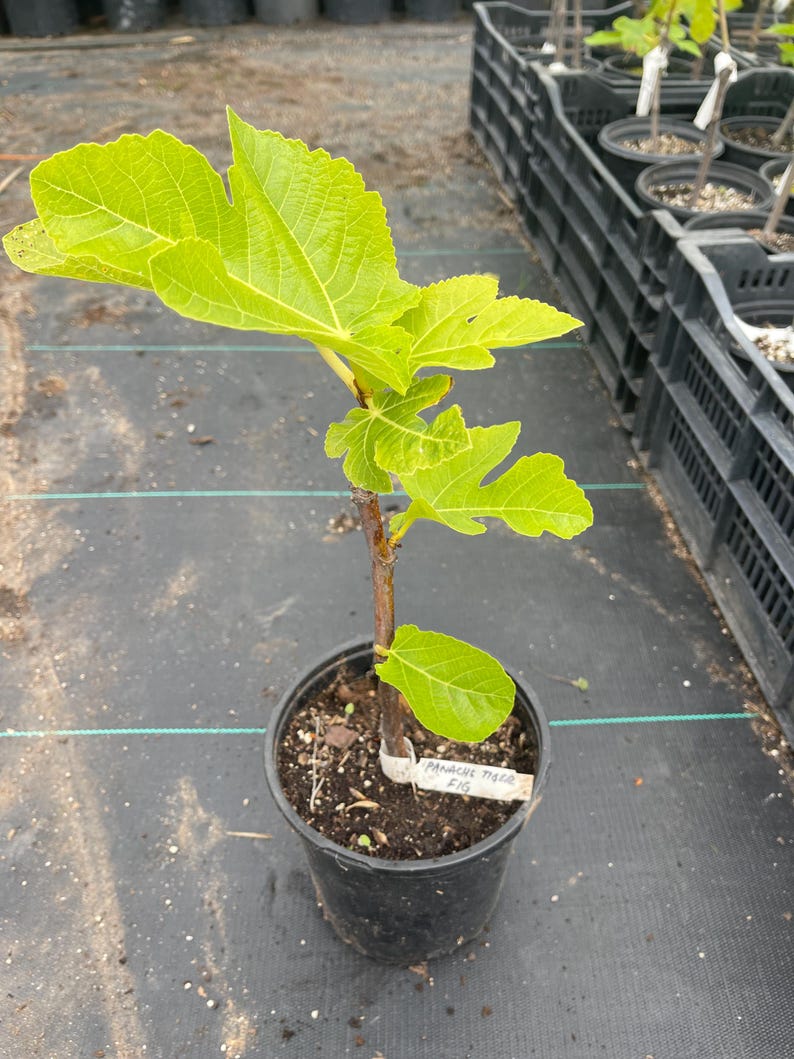 Panache Tiger Fig - Etsy