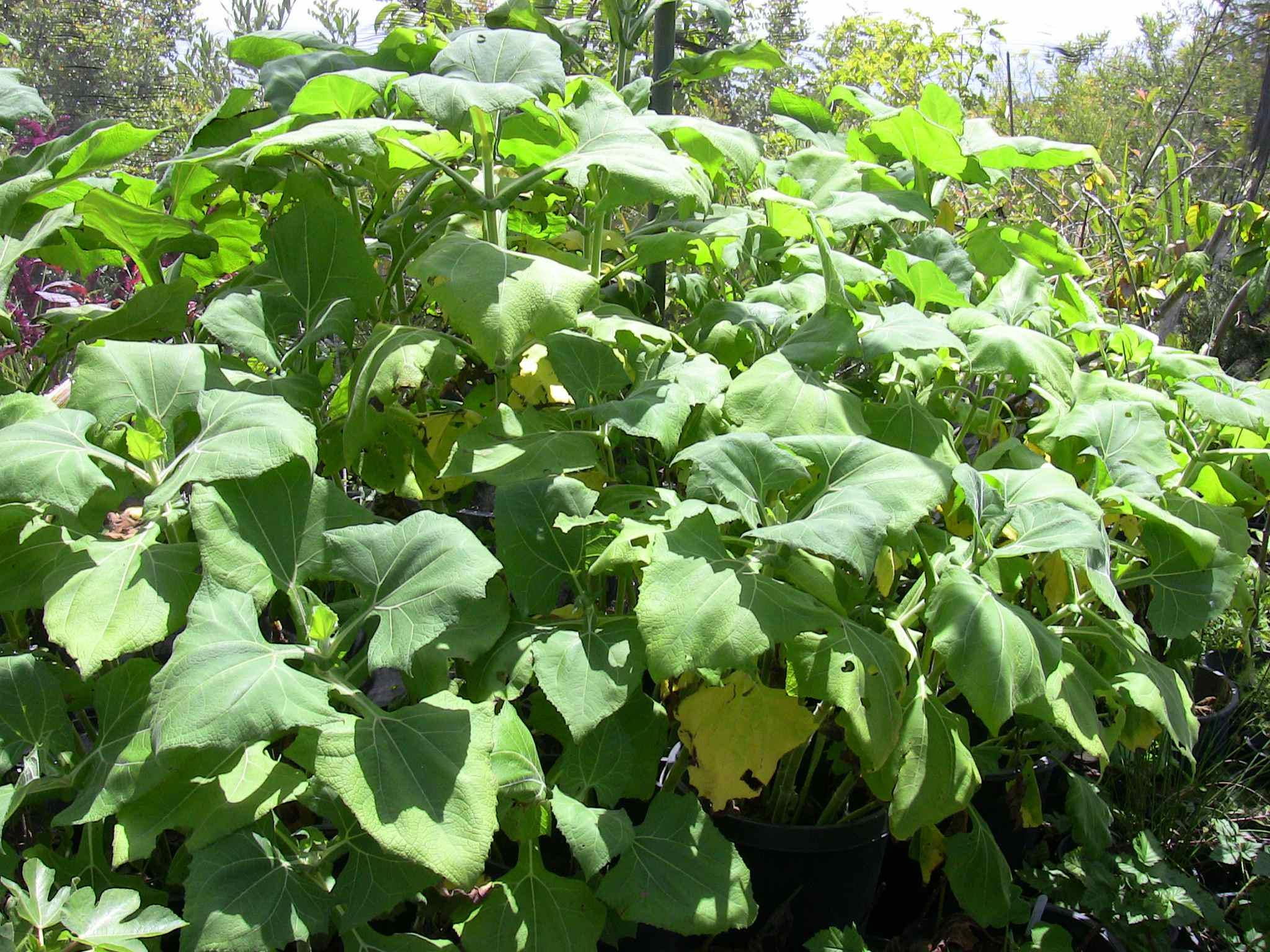 RARE Yacon Bolivian Sunroot - Etsy