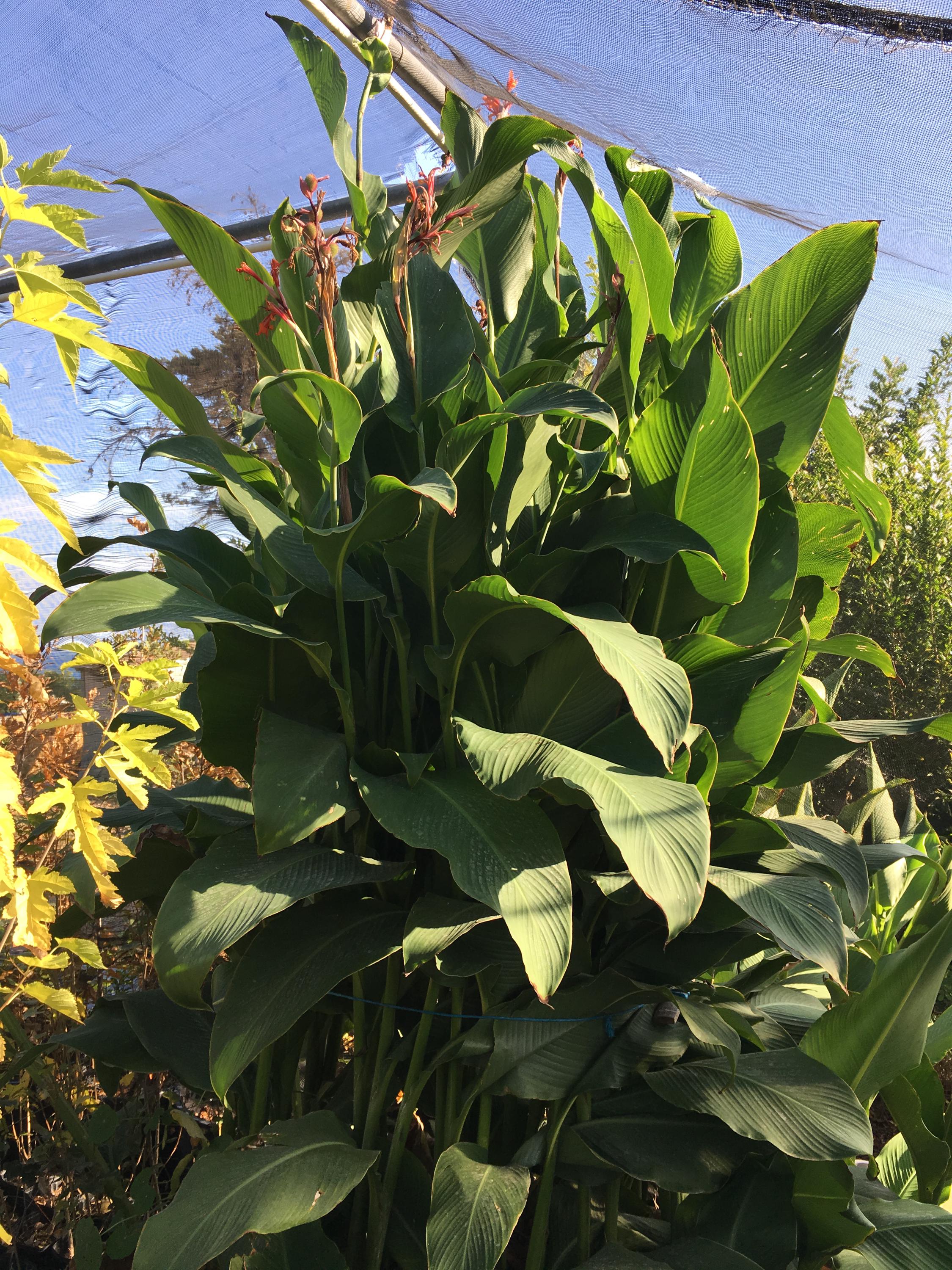RARE Achira Edible Canna - Etsy