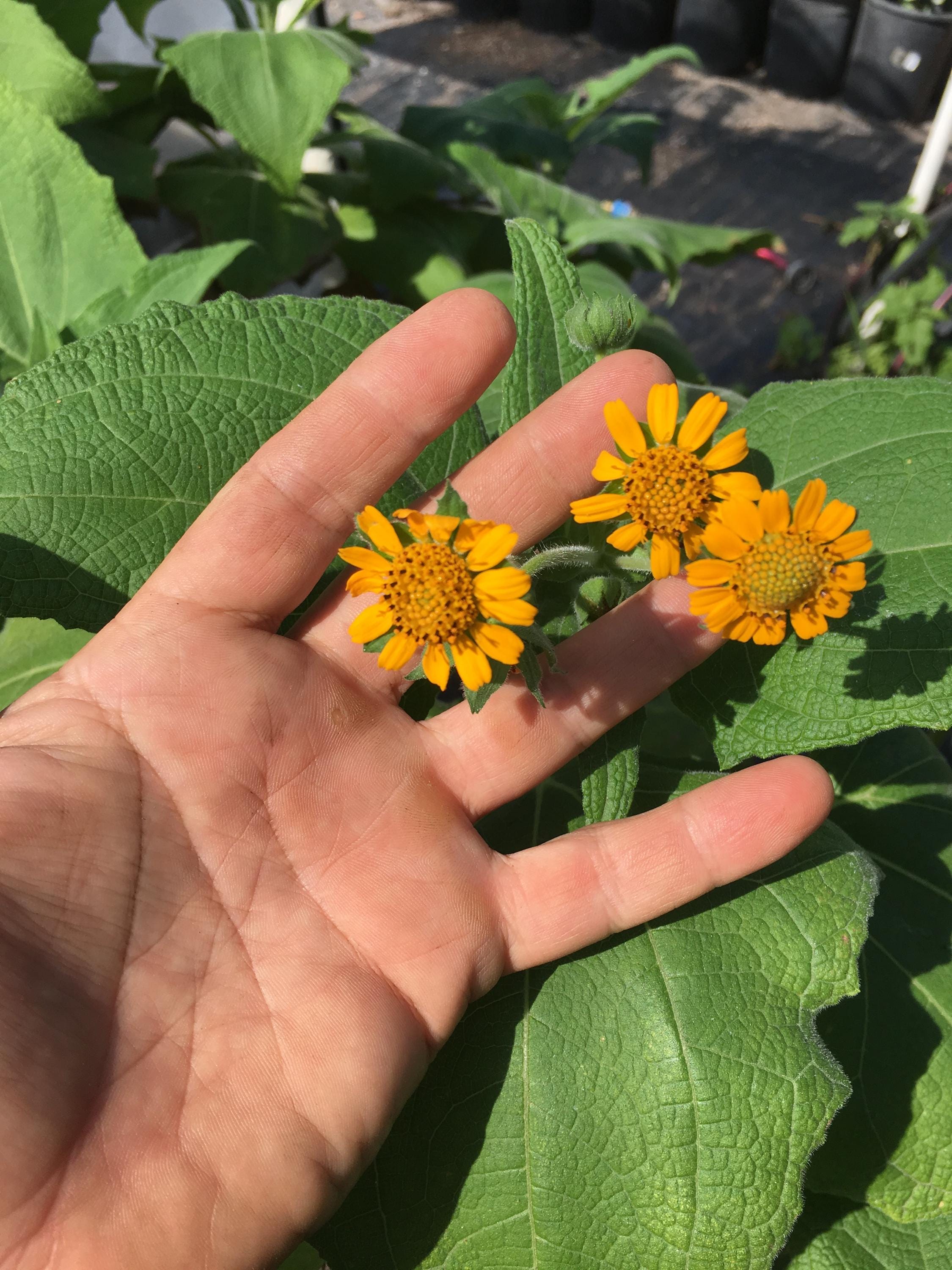 RARE Yacon Bolivian Sunroot - Etsy