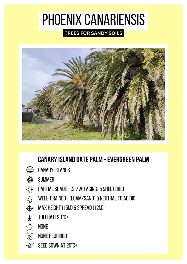 Plant ID Cards Trees for Sandy Soils Set - Etsy