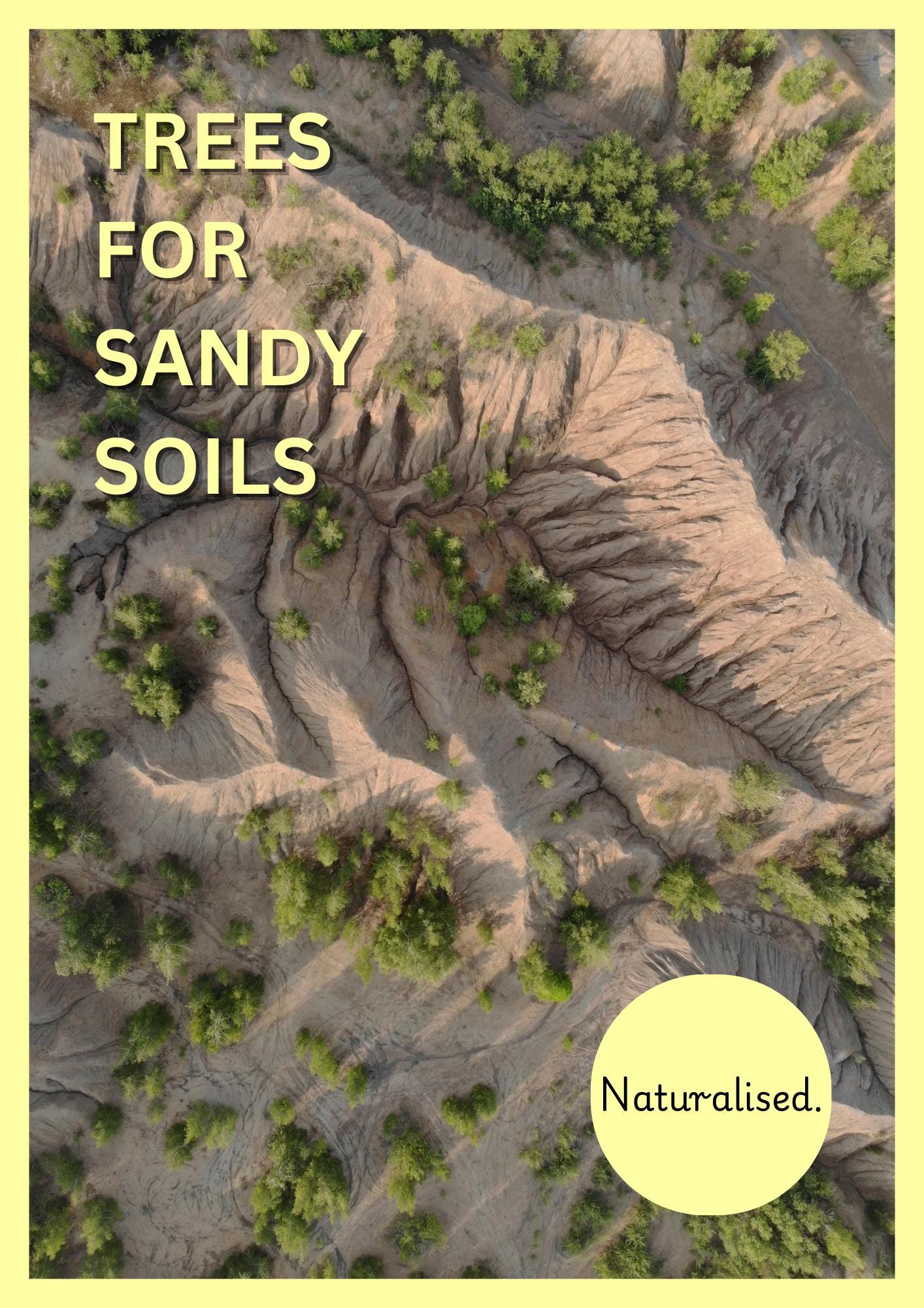 Plant ID Cards Trees for Sandy Soils Set - Etsy
