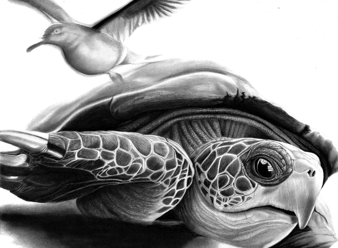 Sea Turtle Pencil Drawing Print – Black and White Ocean Wall Art ...