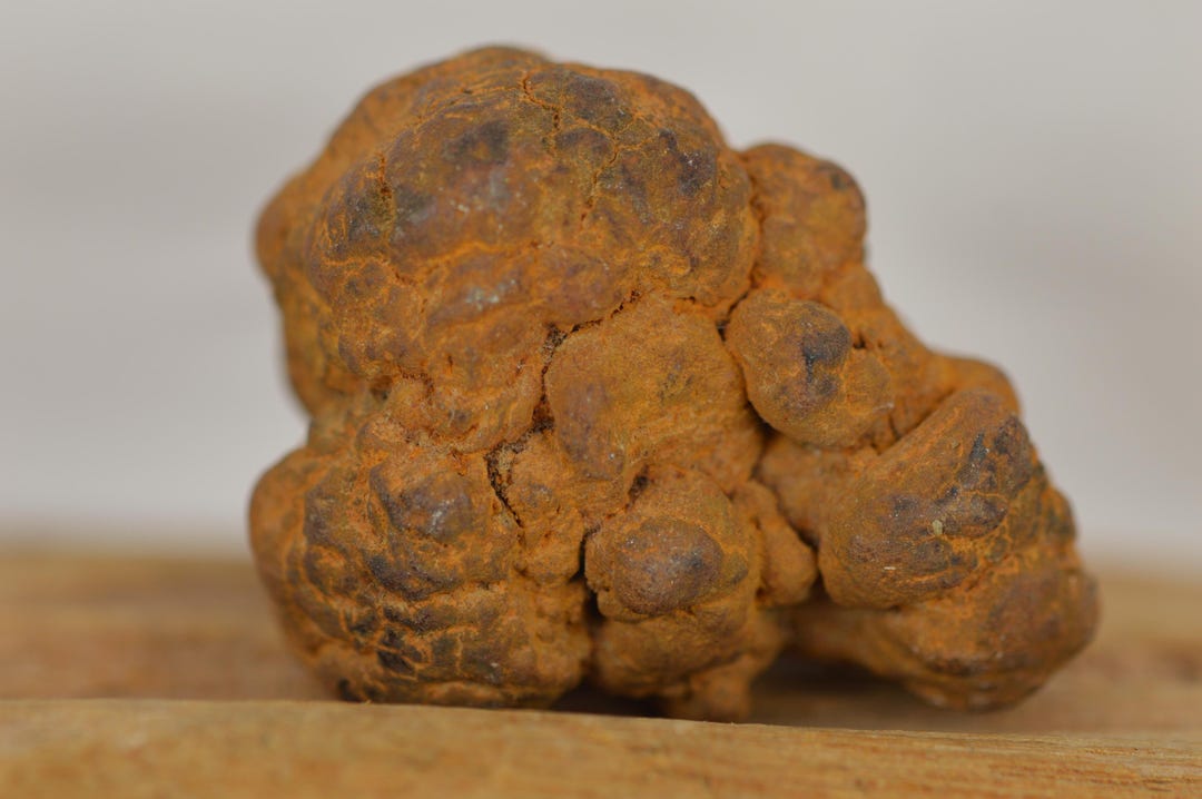 Amazing Turtle Coprolite Fossil Poop Specimen Chakra Meditation Raw ...